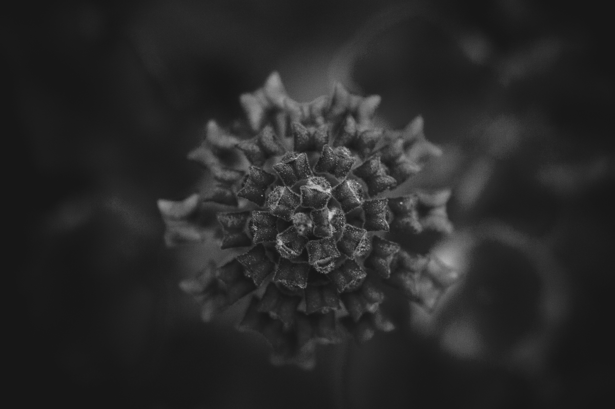 Not Your Brain, It’s Just the Flame – coalbucket